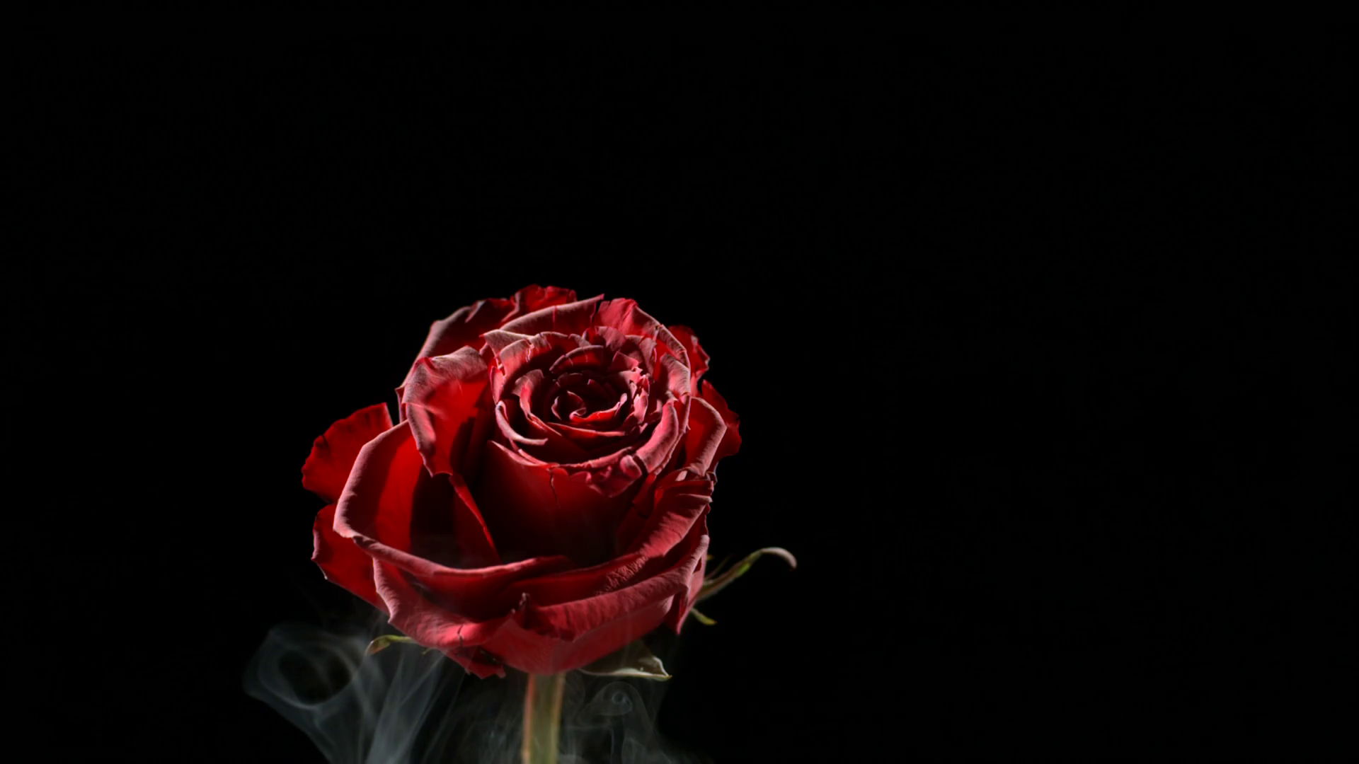 Red Rose Frozen In Liquid Nitrogen Explodes Stock Footage SBV-347589967 ...