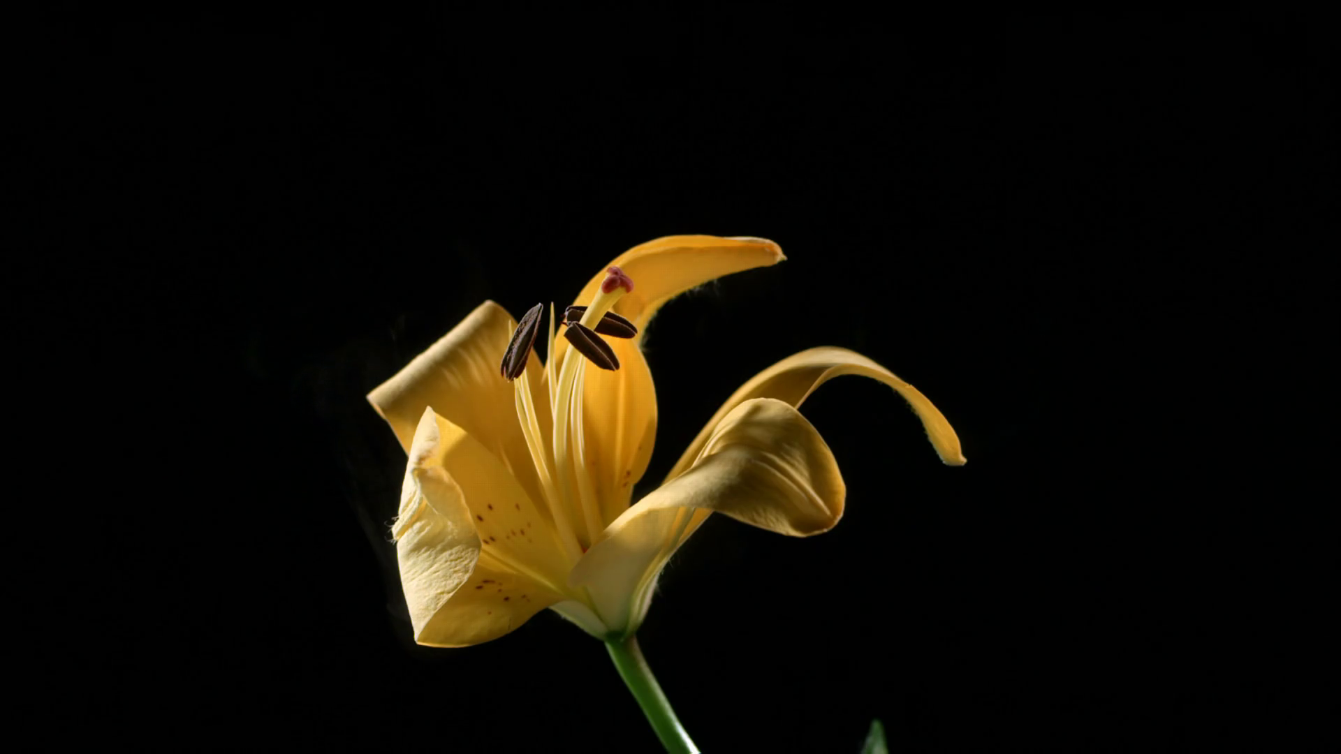 Flower Frozen In Liquid Nitrogen Explodes In Stock Footage SBV ...