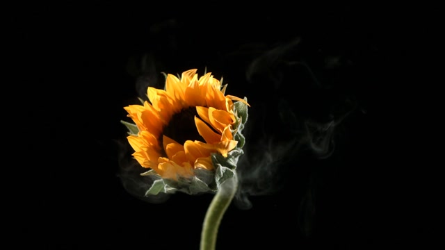 Flower Dying Stock Footage: Royalty-Free Video Clips - Storyblocks