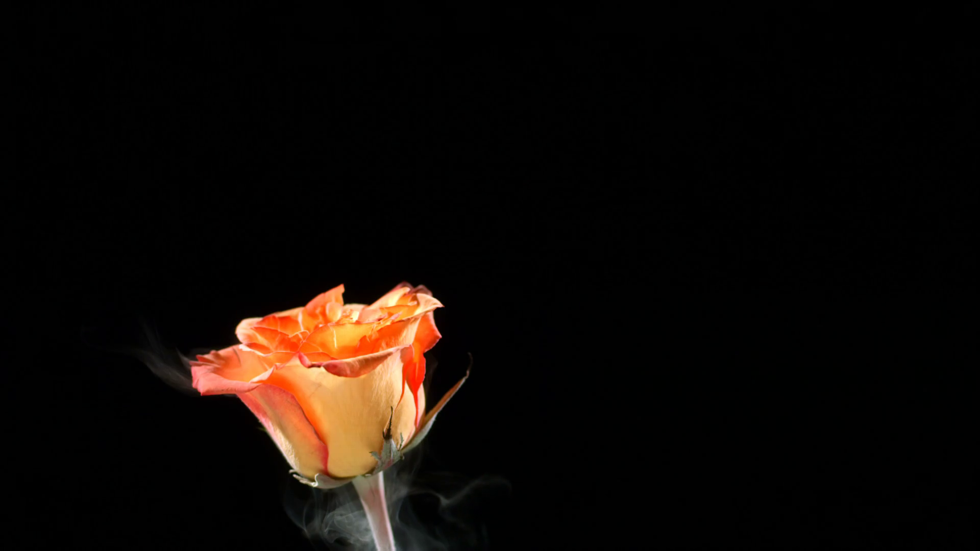 Flower Frozen In Liquid Nitrogen Explodes In Stock Footage SBV ...