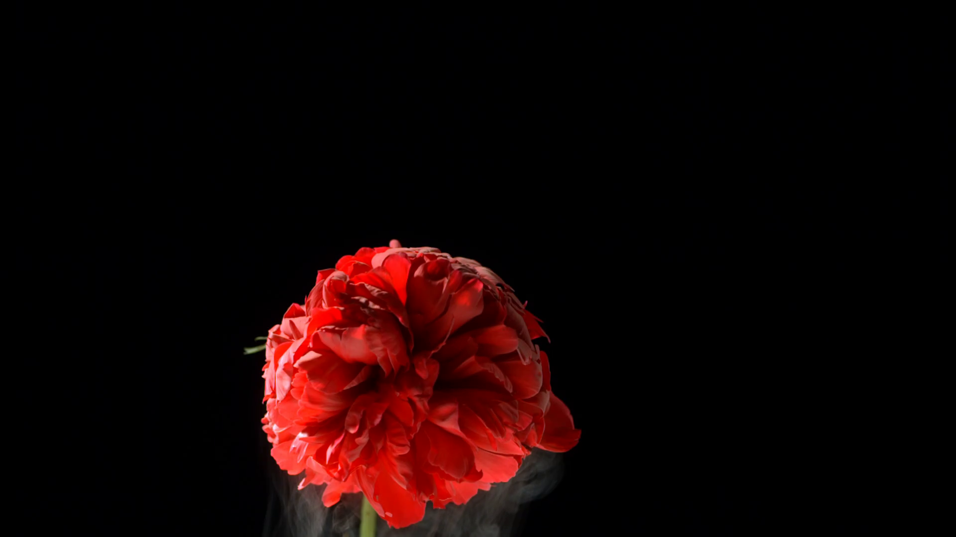 Flower Frozen In Liquid Nitrogen Explodes In Stock Footage SBV ...