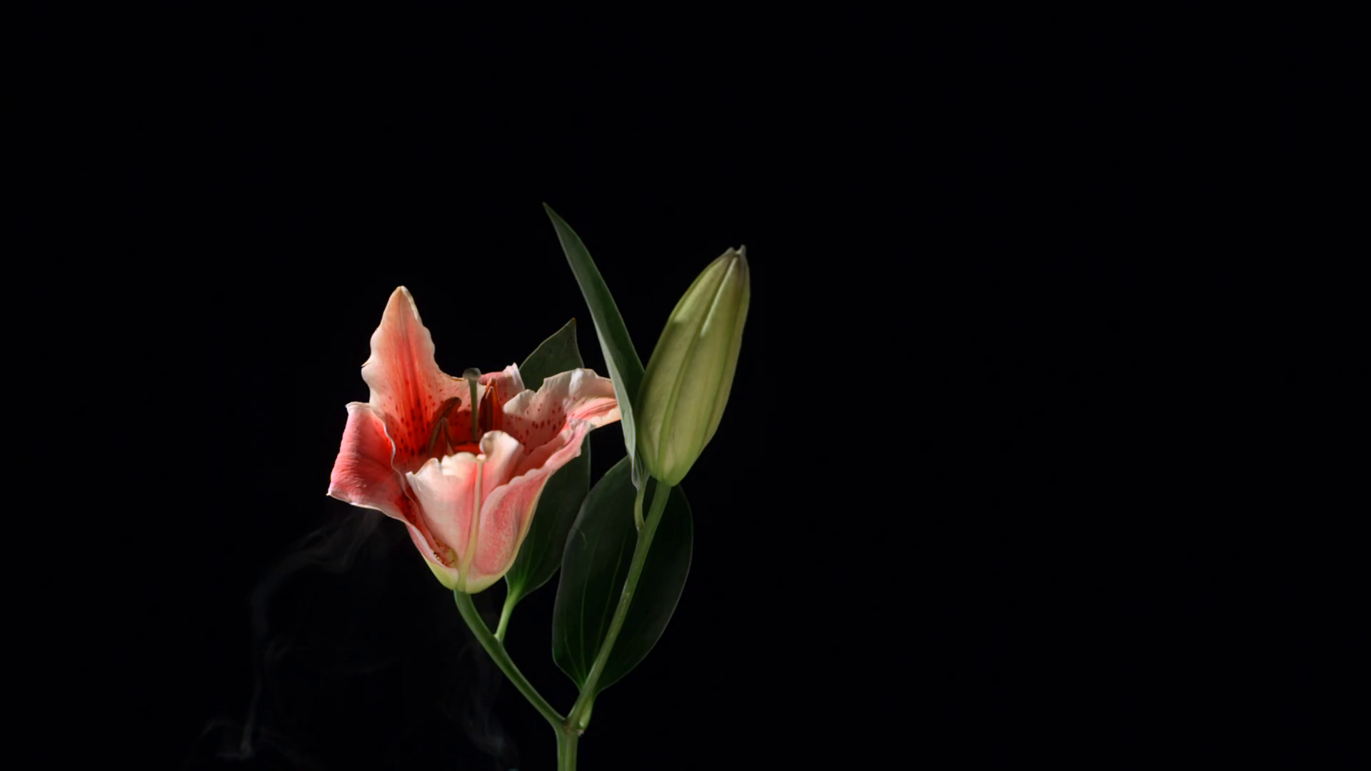 Flower Frozen In Liquid Nitrogen Explodes In Stock Footage SBV ...