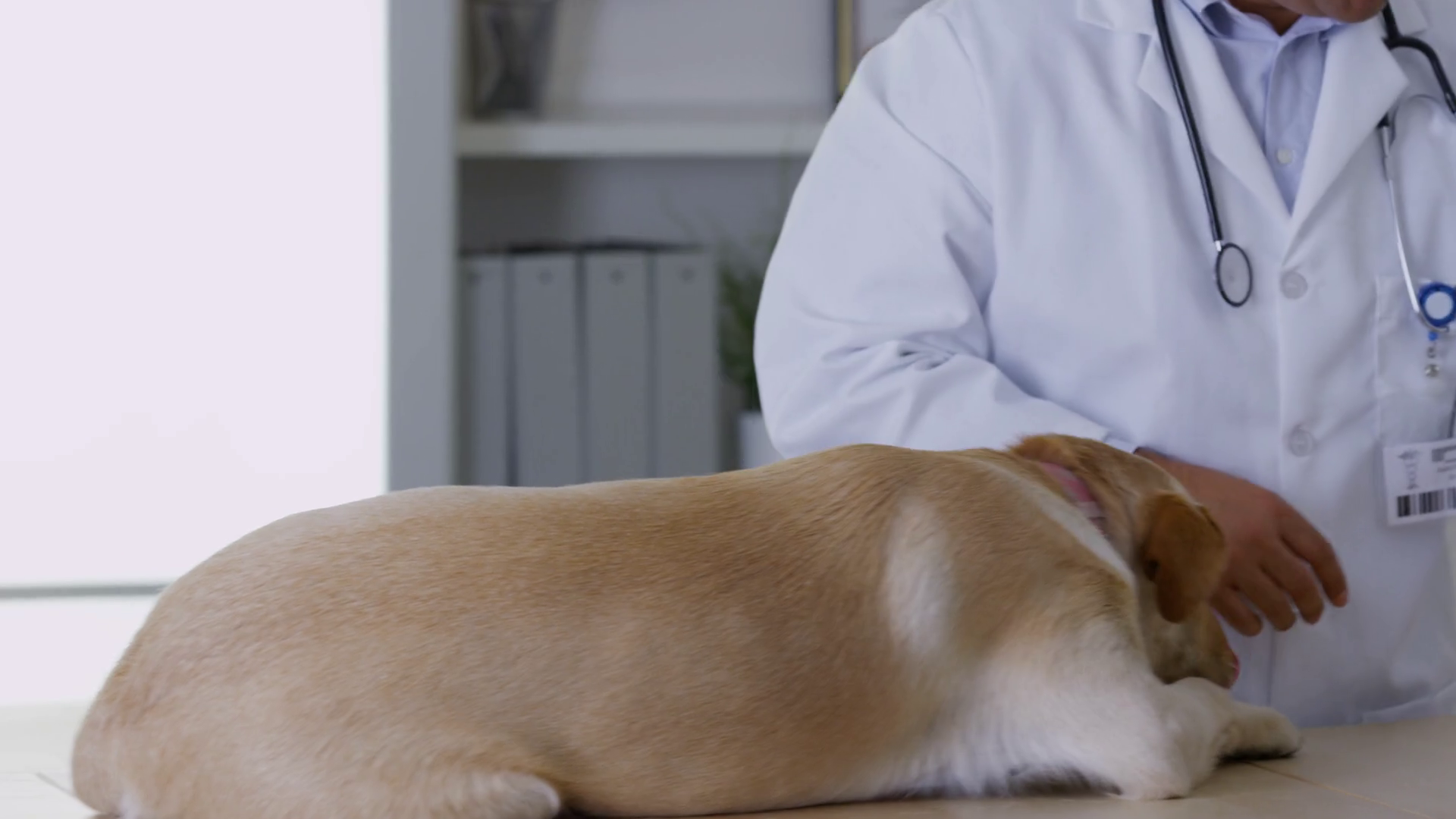 Veterinarian Giving Dog Shot Stock Footage SBV-347590787 - Storyblocks