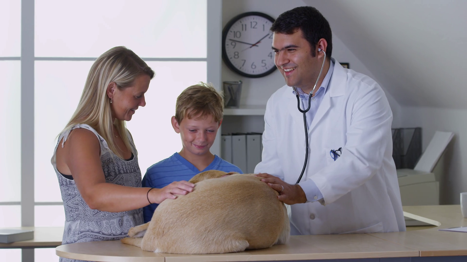 Veterinarian Working With Dog Customers Stock Footage SBV-347590797 ...
