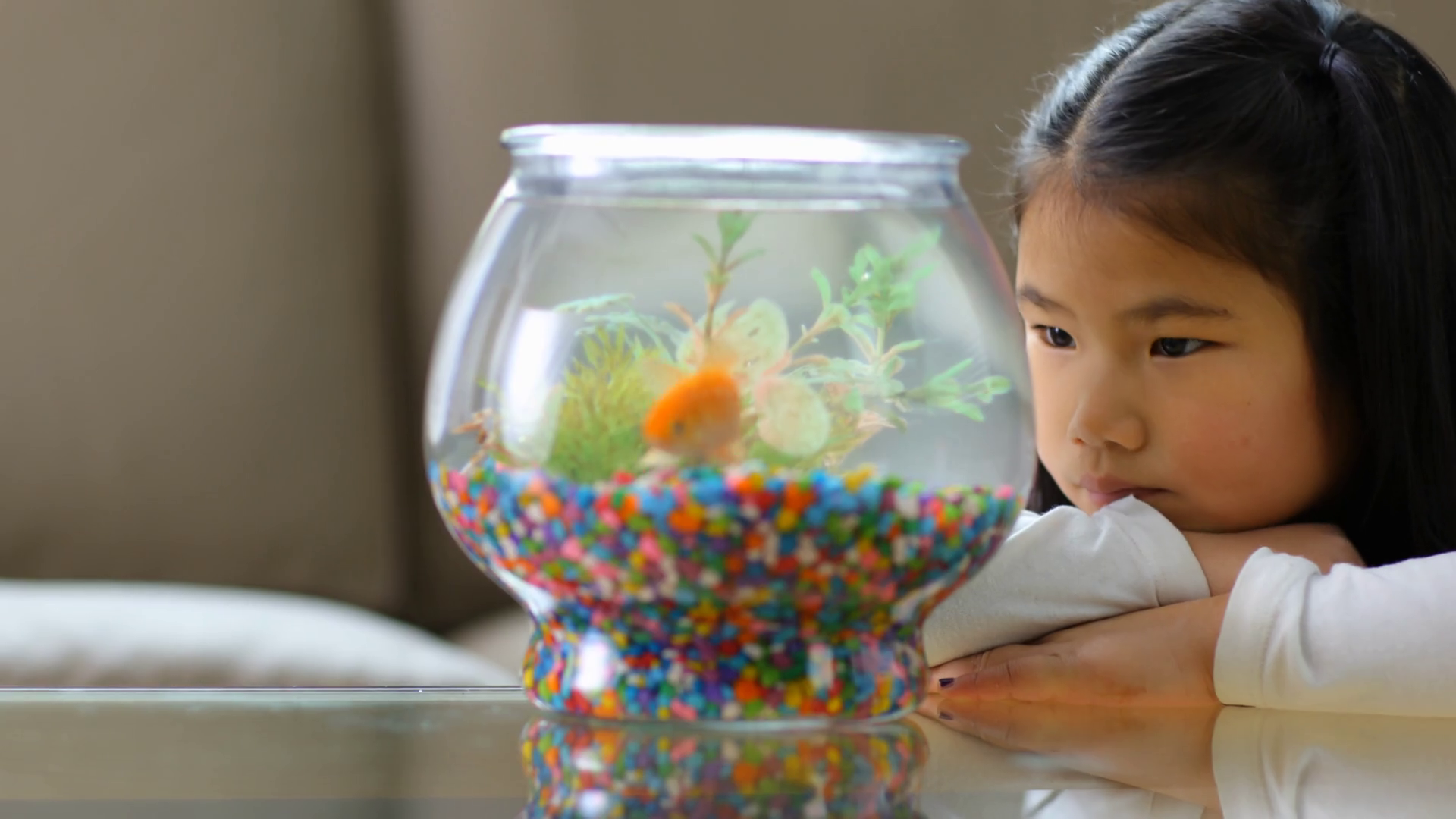 Curious Child Observing Goldfish In Bowl Stock Footage SBV-347595403 ...
