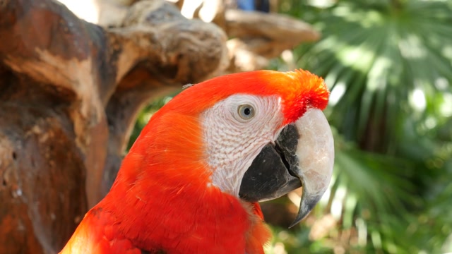 Cancun | Animals stock footage - Storyblocks