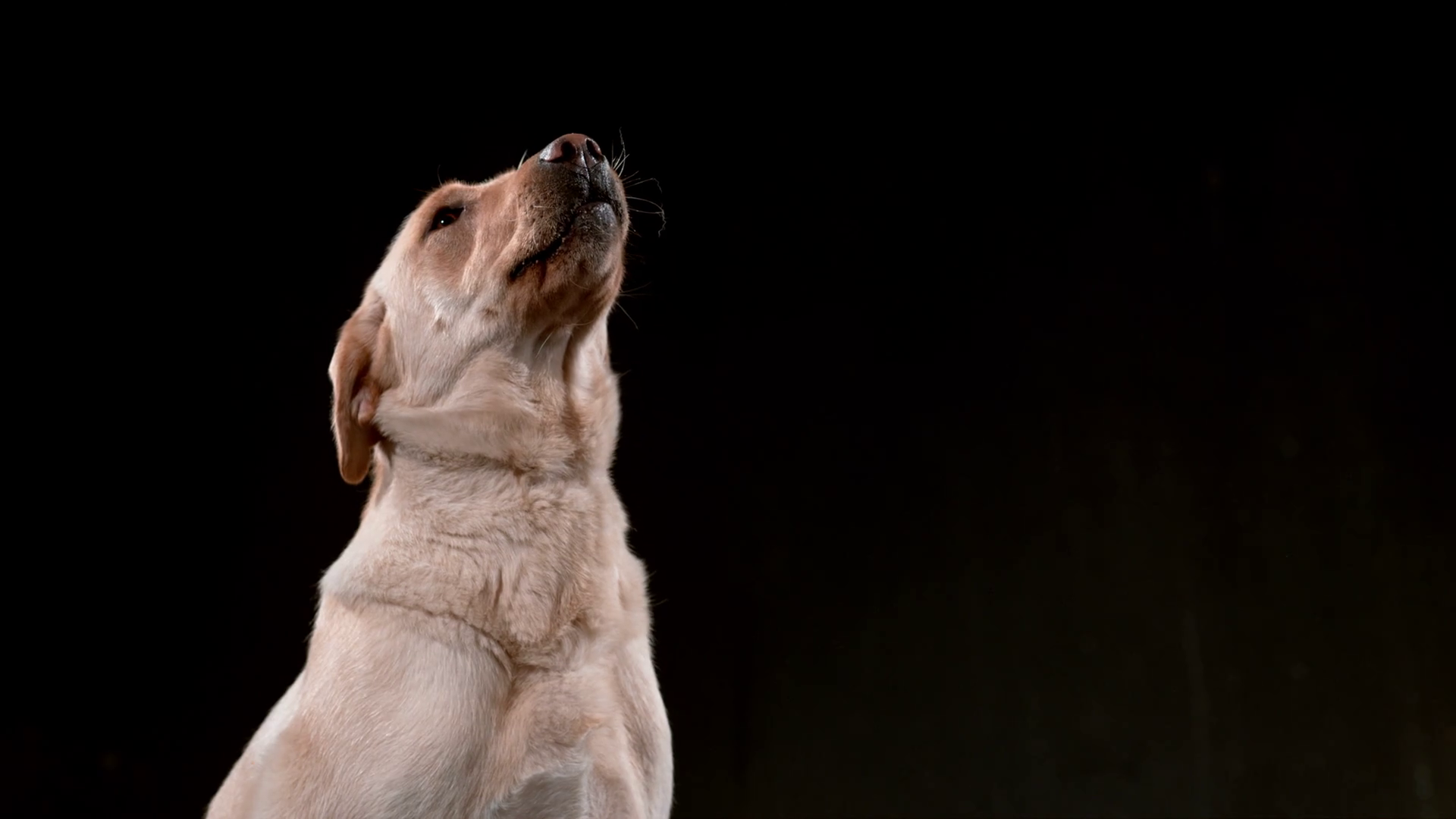 Dog Catching Hotdog In Slow Motion Shot On Stock Footage SBV-347610875 ...