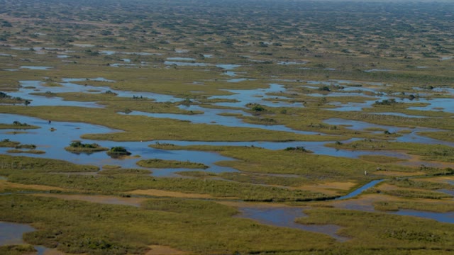 Swamp Landscape Stock Footage: Royalty-Free Video Clips - Storyblocks