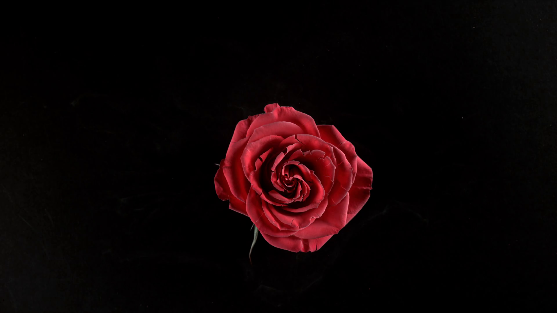 Red Rose Flower Exploding In Super Slow Stock Footage SBV-347653193 ...
