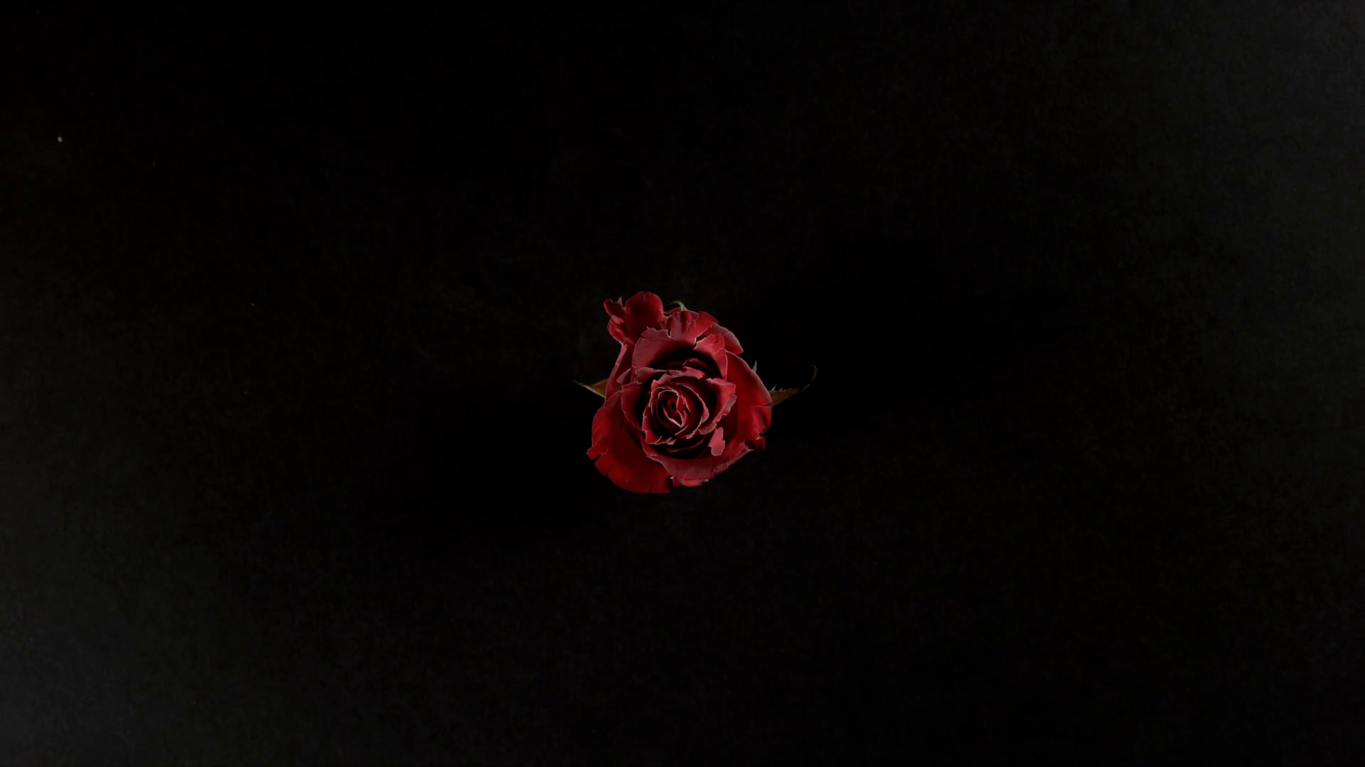 Red Rose Flower Exploding In Super Slow Stock Footage SBV-347653200 ...