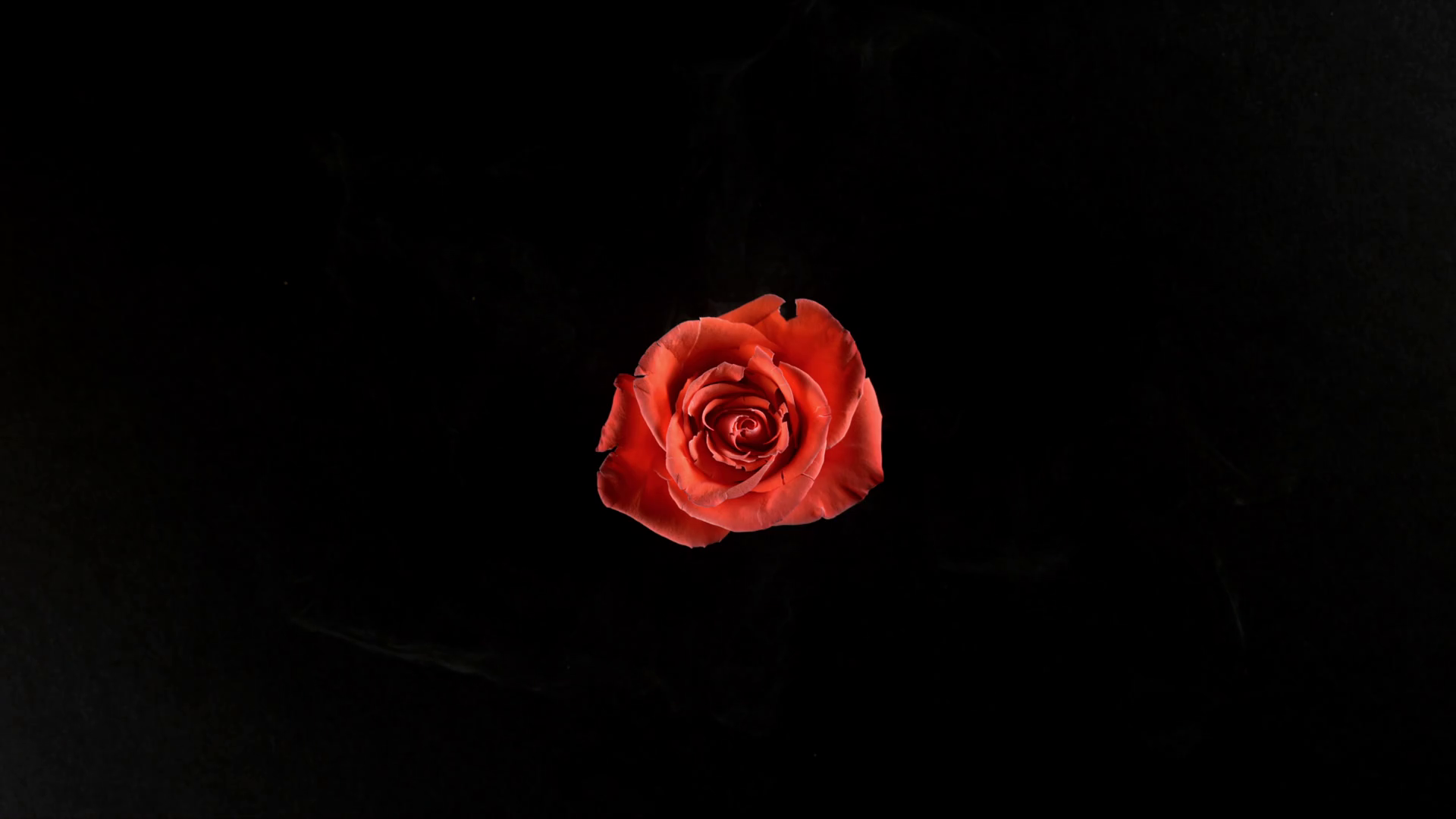 Bright Red Rose Exploding In Super Slow Stock Footage SBV-347653232 ...