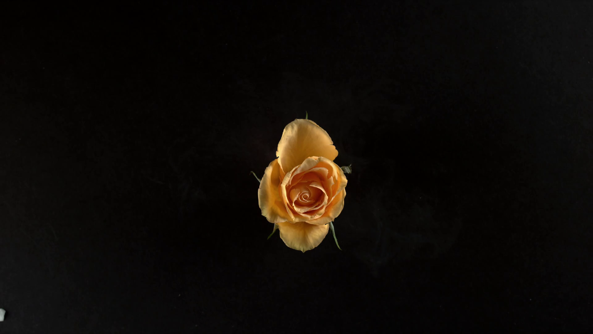 Yellow Rose Flower Exploding In Super Slow Stock Footage SBV-347653251 ...