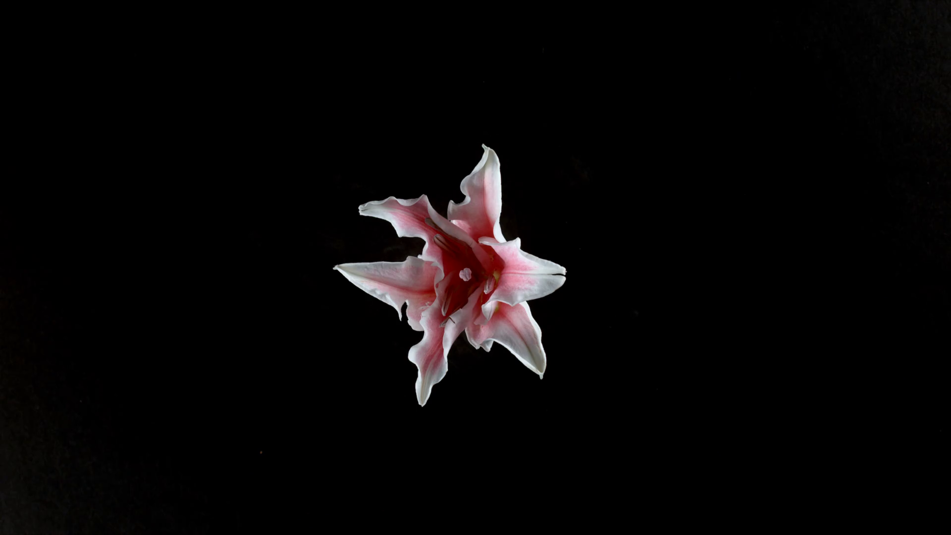 Pink Lily Flower Exploding In Super Slow Stock Footage SBV-347653364 ...