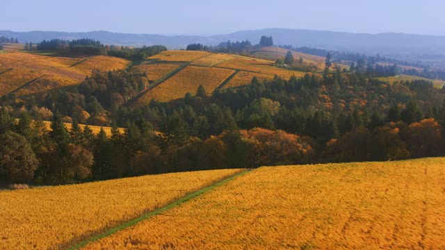 Fall Vines Stock Footage: Royalty-Free Video Clips - Storyblocks