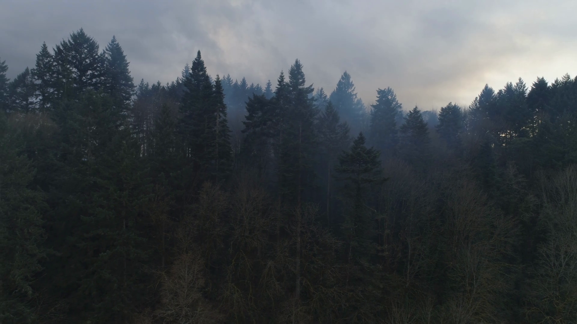 Smoky Forest Trees Stock Footage SBV-347697114 - Storyblocks