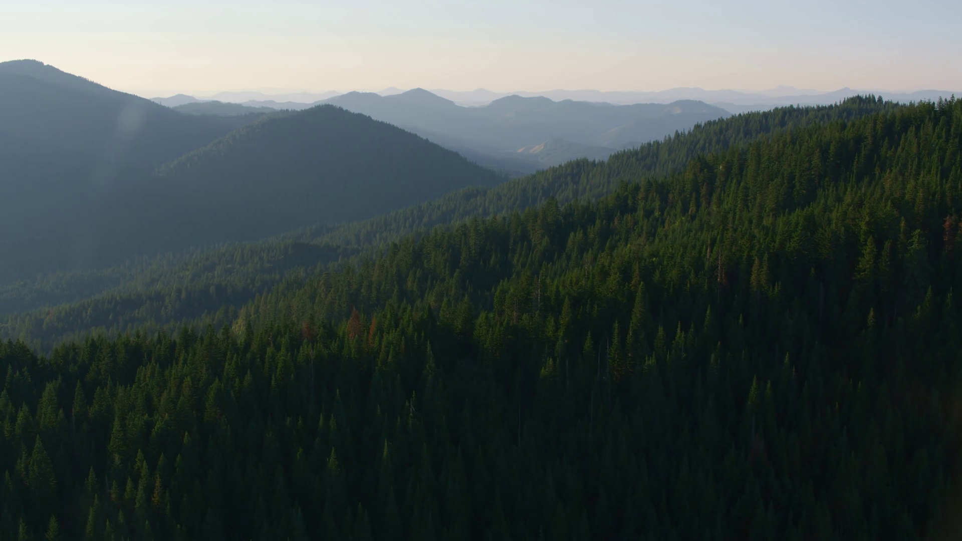Aerial View Of Forest Trees In Oregon Stock Footage SBV-347750424 ...