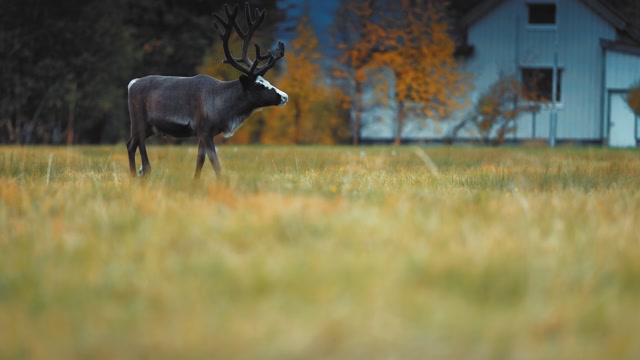 Buck House Stock Footage: Royalty-Free Video Clips - Storyblocks