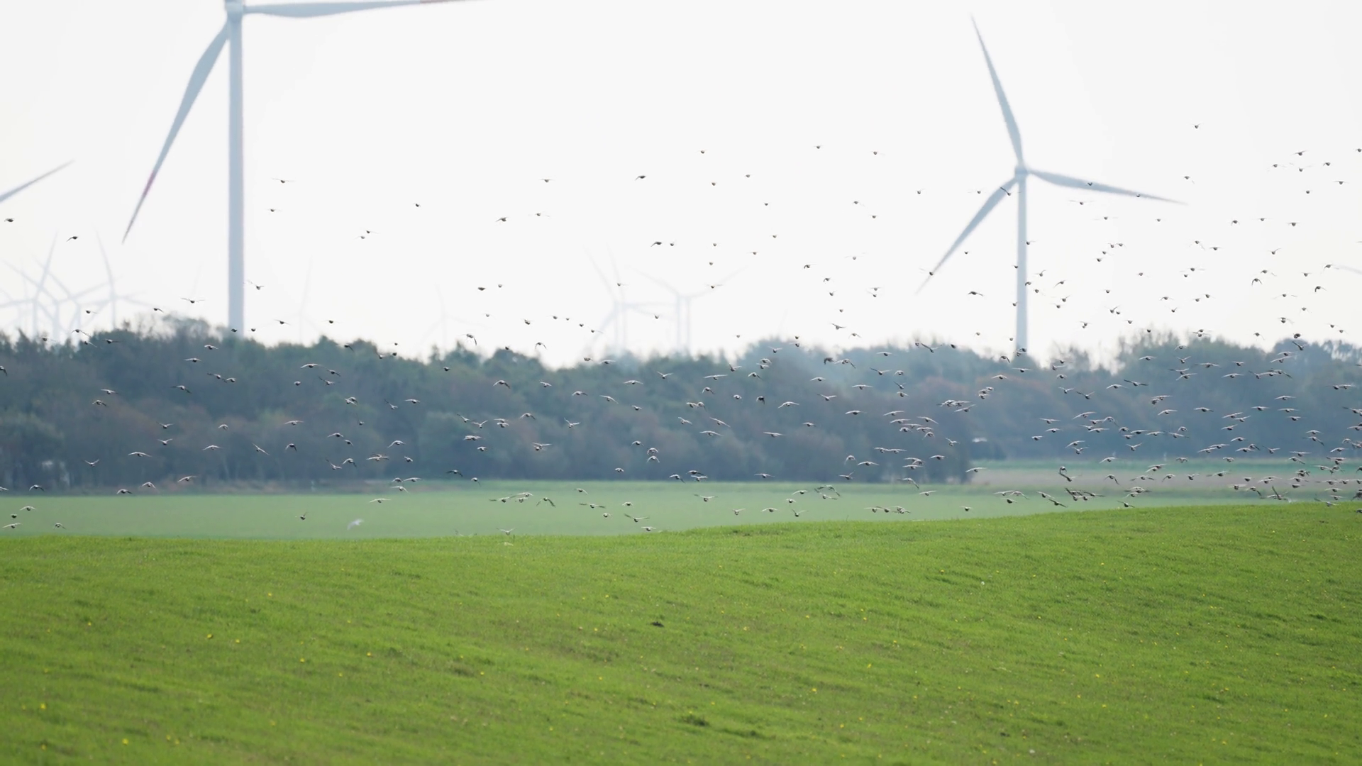 Witness Harmonious Coexistence Of Birds Wind Stock Footage SBV ...