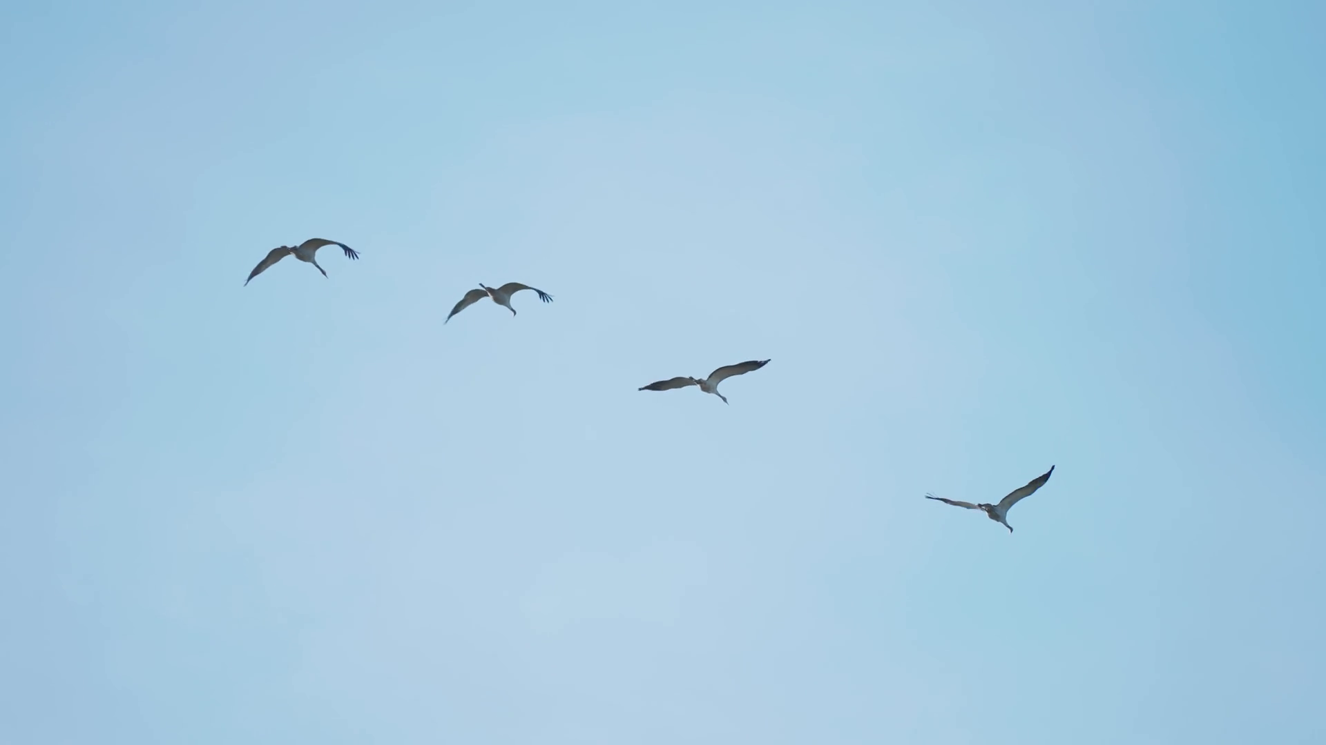 A Small Flock Of Storks Flying On Blue Skies Stock Footage SBV ...