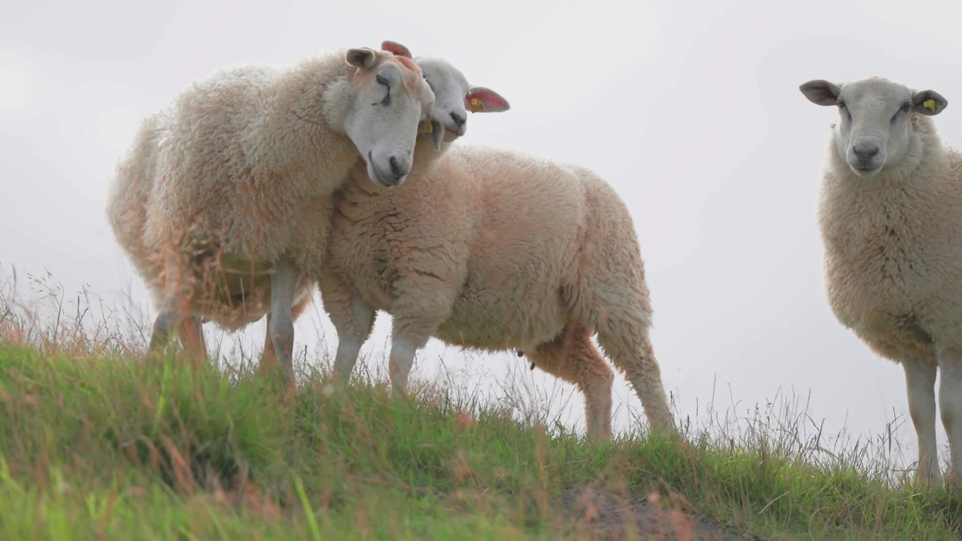 Sheep Cuddle In Green Meadow Grey Sky In Stock Footage SBV-352553518 ...