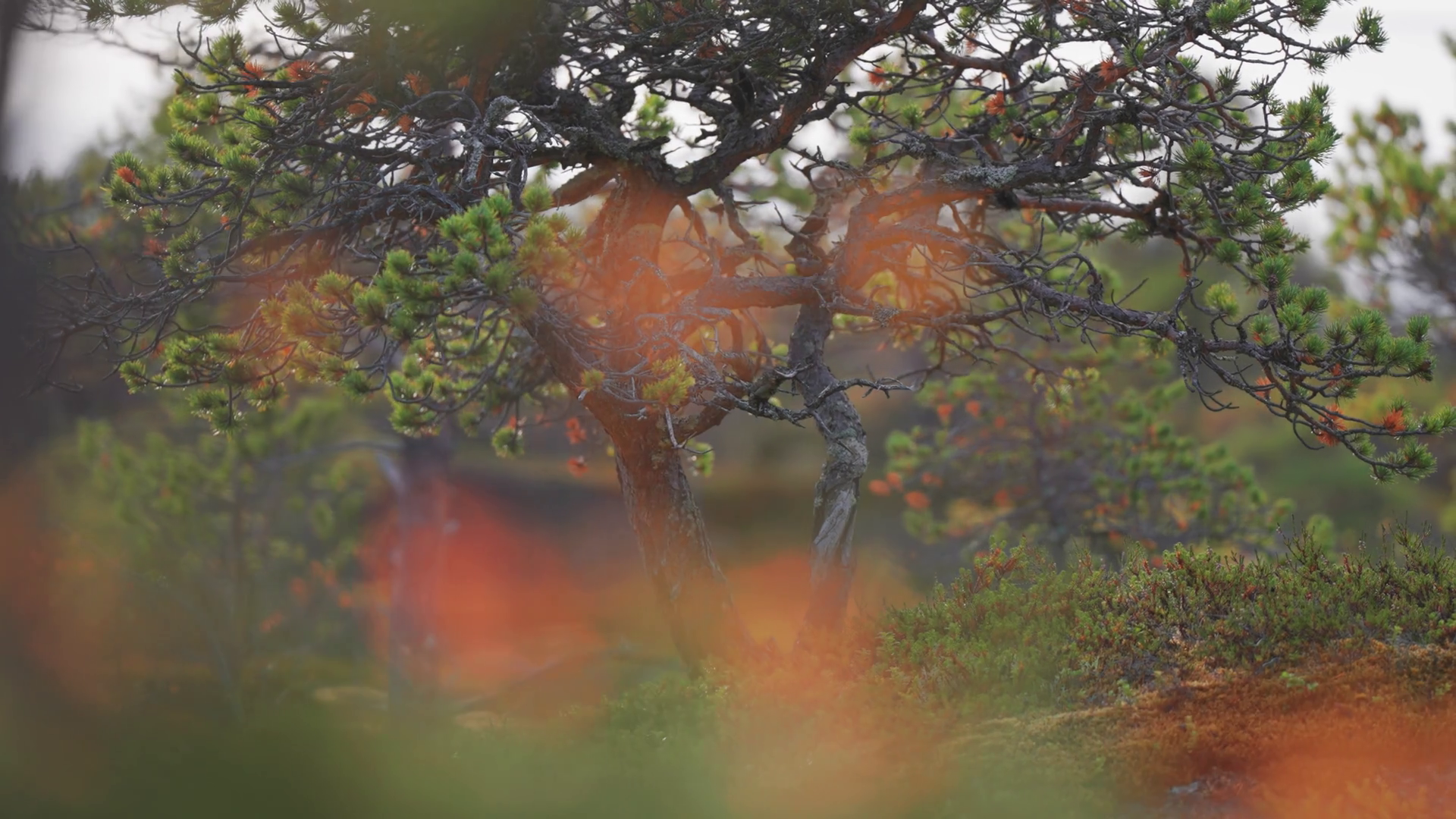 A Pine Tree With Wide Crown In Autumn Tundra Stock Footage SBV-352555501 - Storyblocks