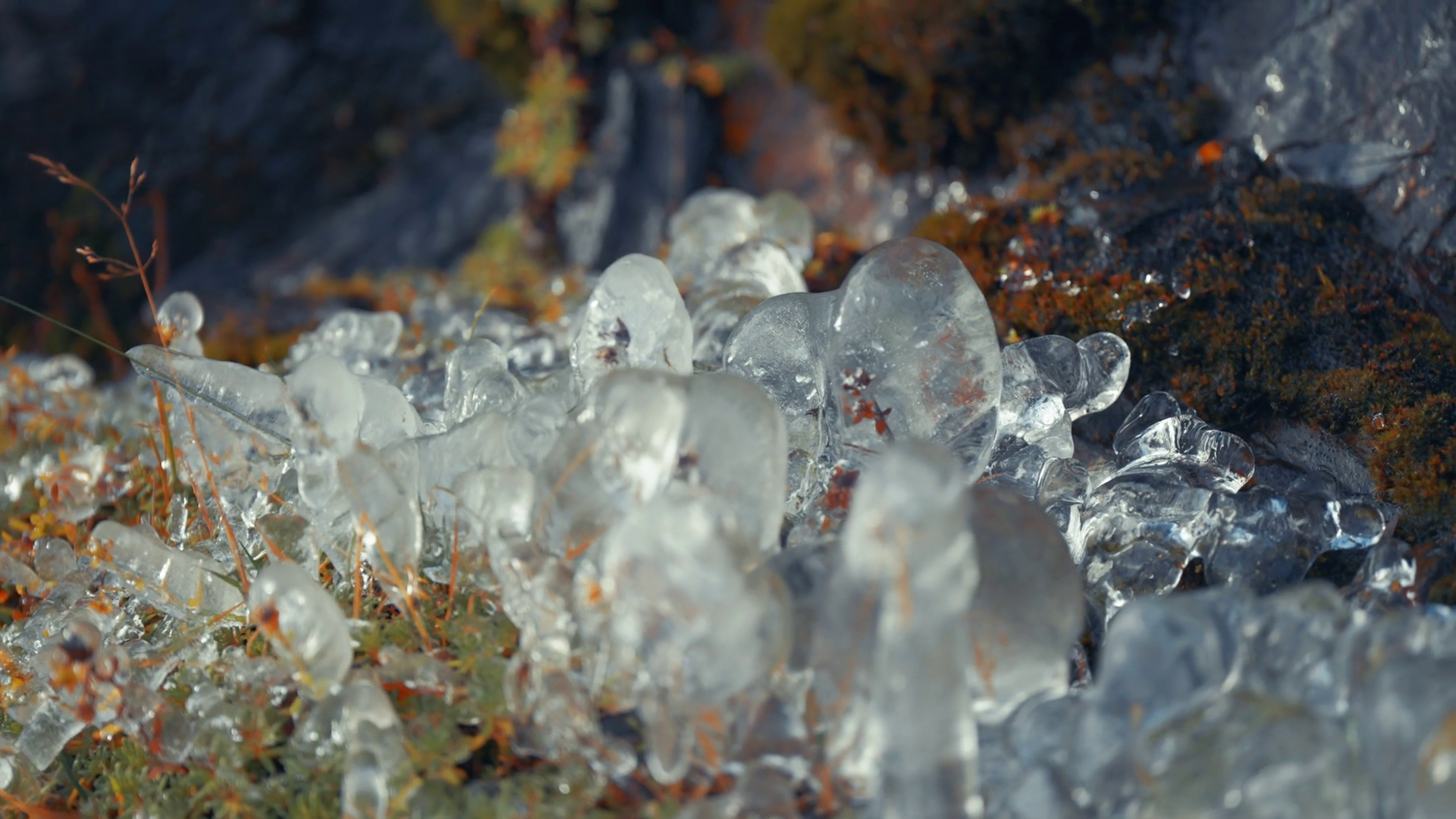 Ice Coats Tiny Grass Blades Plants Forming Stock Footage SBV-352364544 ...