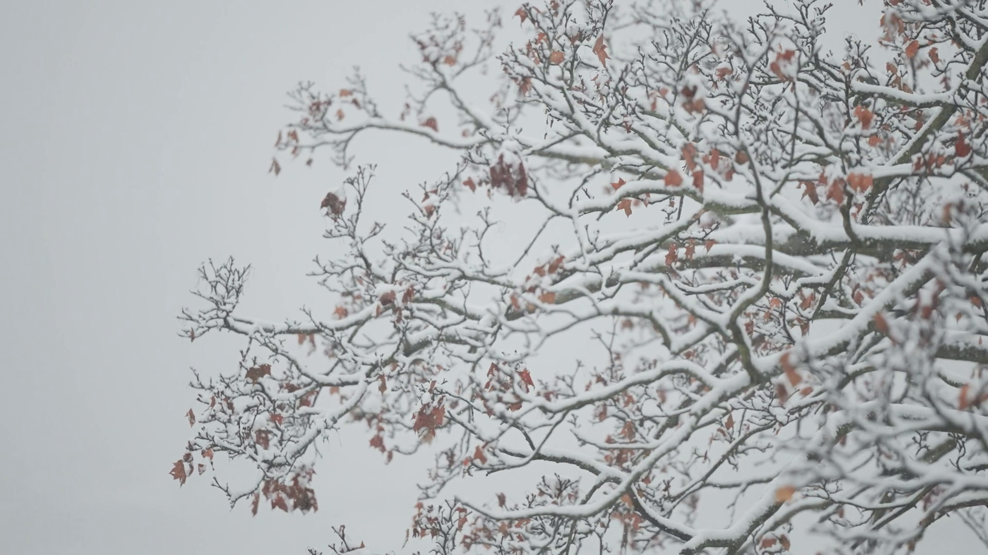 The First Snow Of Season Falls Lightly On Stock Footage SBV-352425660 ...