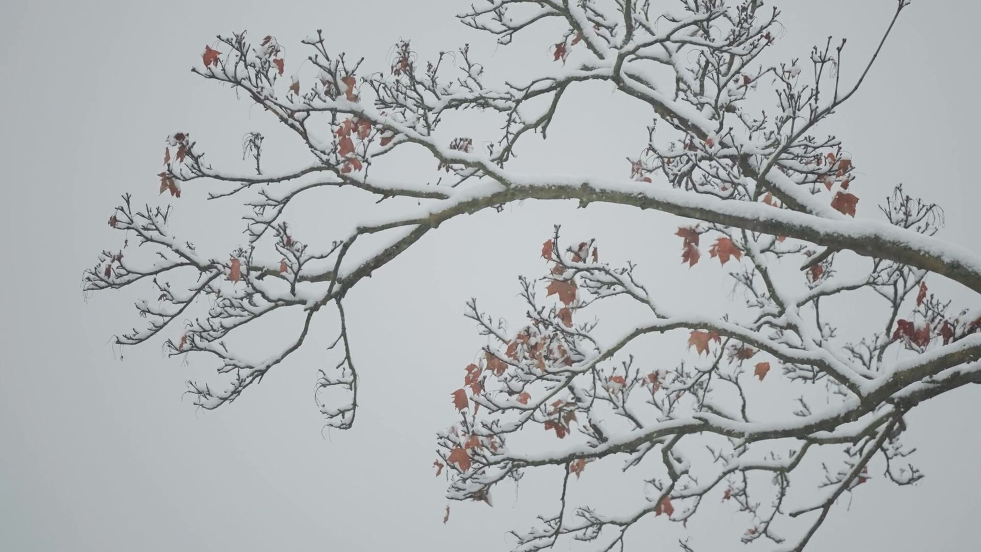 Withered Autumn Leaves On Oak Tree Branches Stock Footage SBV-352425661 ...