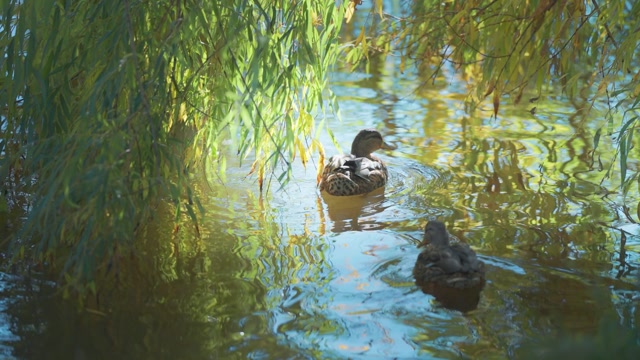 Duck Habitat Stock Footage: Royalty-Free Video Clips - Storyblocks