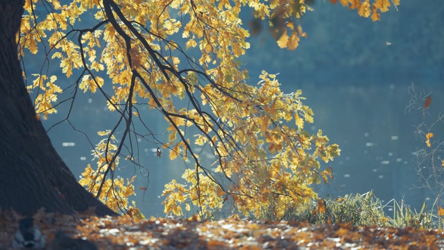 Moment Video Stock Footage: Royalty-Free Video Clips - Storyblocks