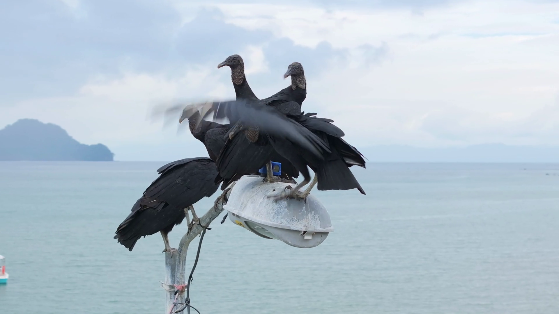 Captivating Aerial View Of Black Vultures Stock Footage SBV-351673938 ...