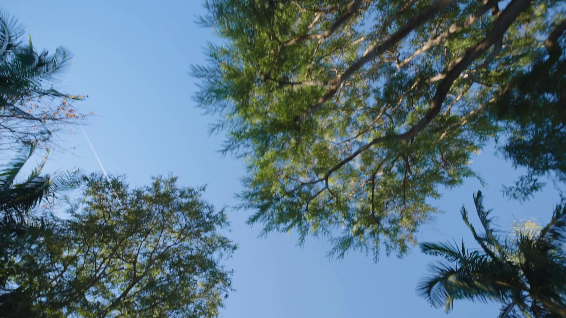 Enjoy Scenic View Of Palm Trees In Beautiful Stock Footage SBV ...