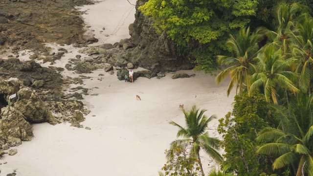 Family Beach | Animals stock footage - Storyblocks