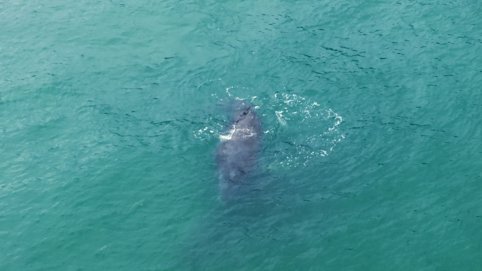 Aerial View Of Gray Whale Calf In Costa Rica Stock Footage SBV ...