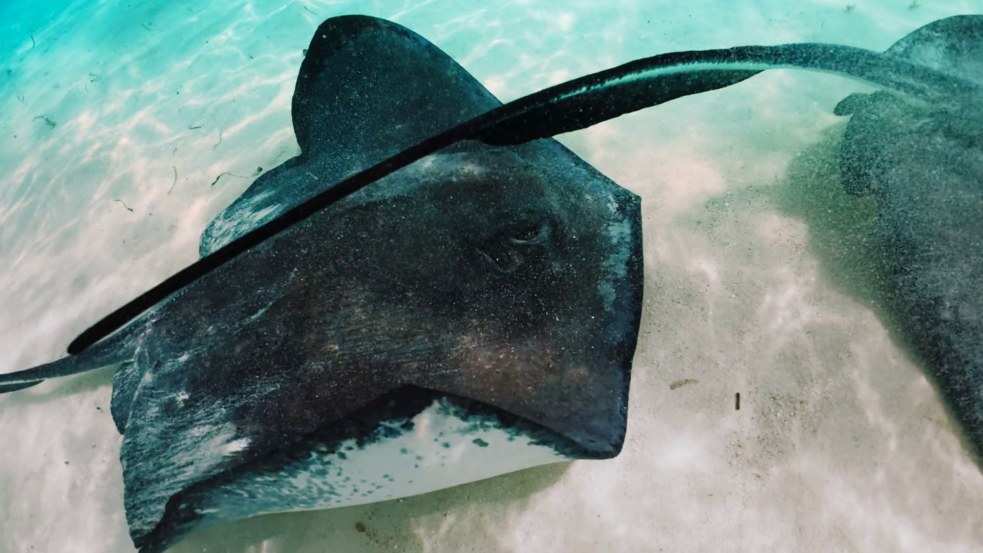 Experience Thrill Of Swimming With Stingrays Stock Footage SBV ...