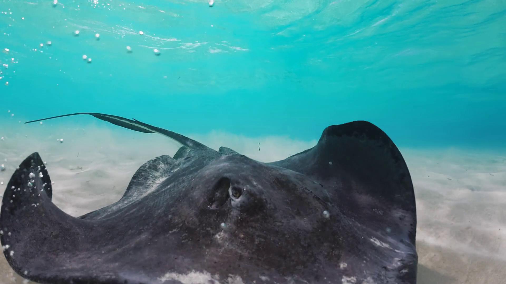 Swim With Majestic Stingrays In Stunning Stock Footage SBV-352363483 - Storyblocks
