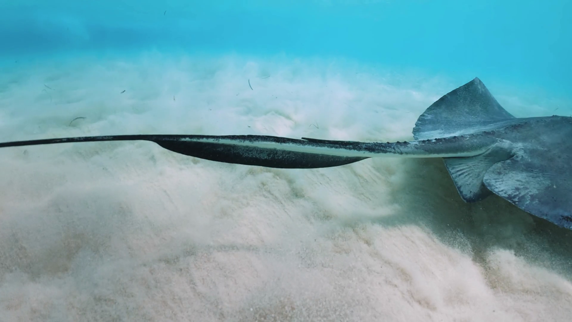 Experience Thrill Of Swimming With Stingrays Stock Footage SBV ...