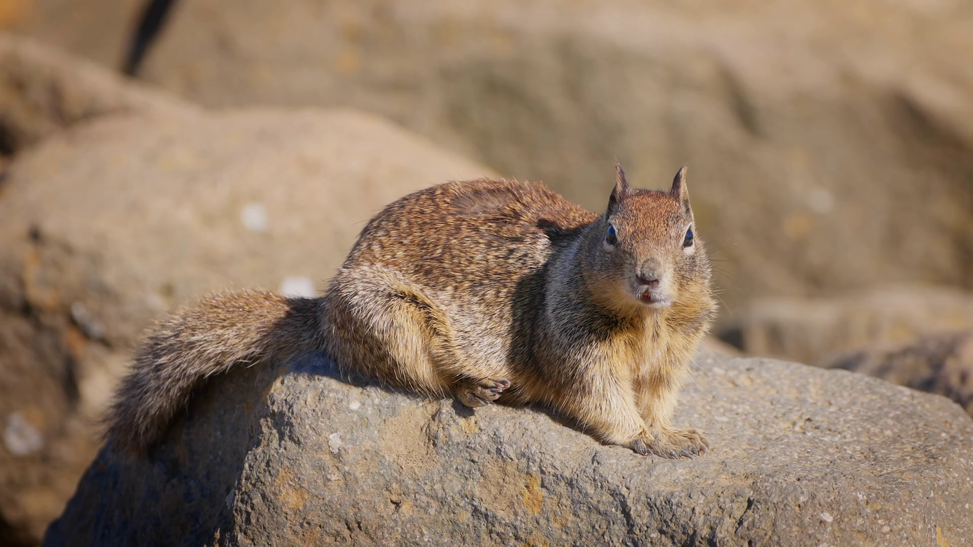 A Ground Squirrel Is Peacefully Relaxing On Stock Footage SBV-352760291 ...