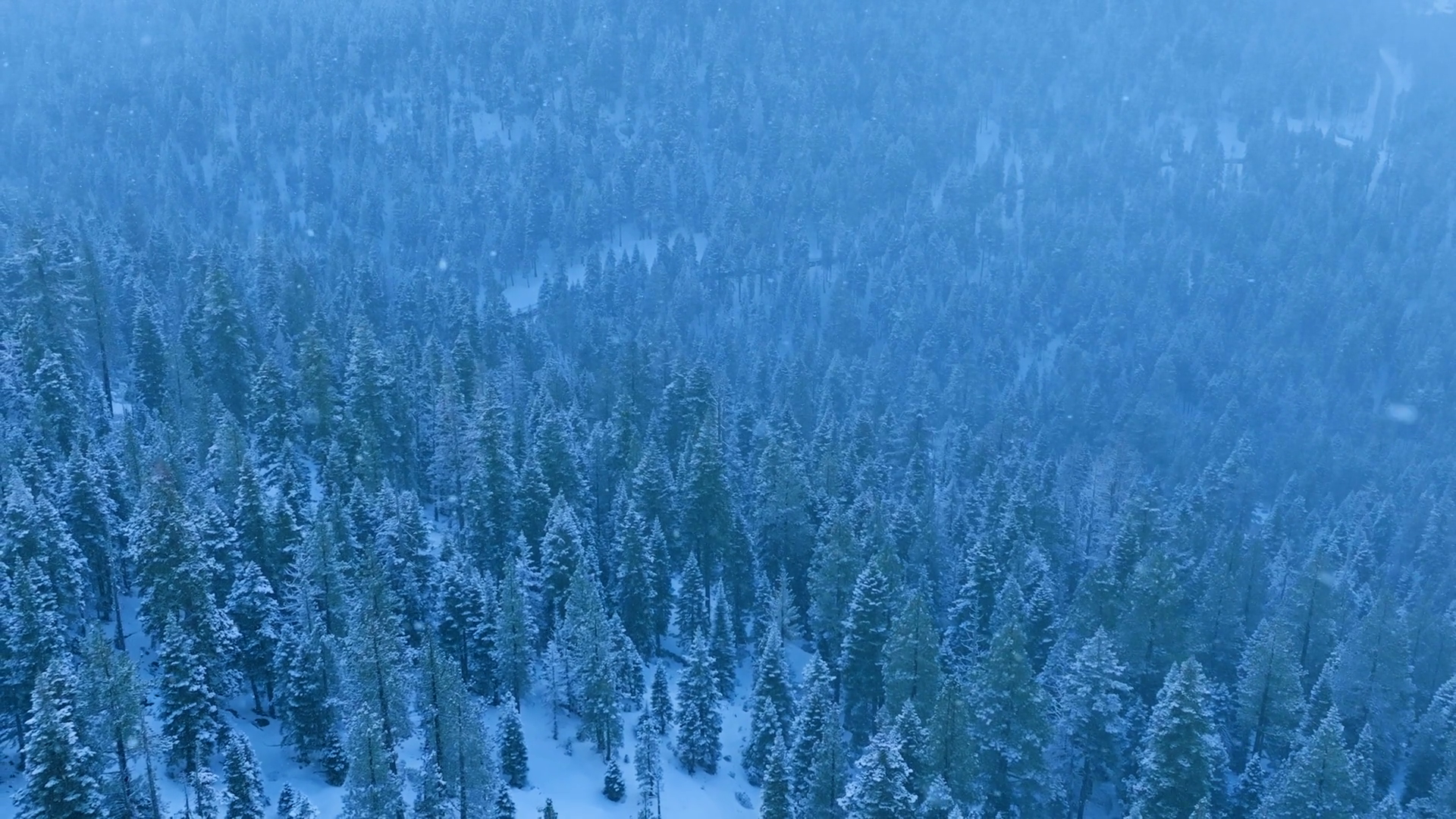 Gloomy Snowfall Mist Dims Mountain Pine Stock Footage SBV-353267517 ...