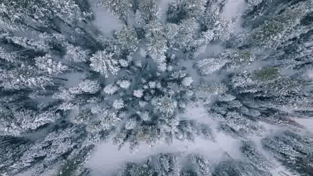 Animated Forest Snow 4k Stock Footage: Royalty-Free Video Clips ...