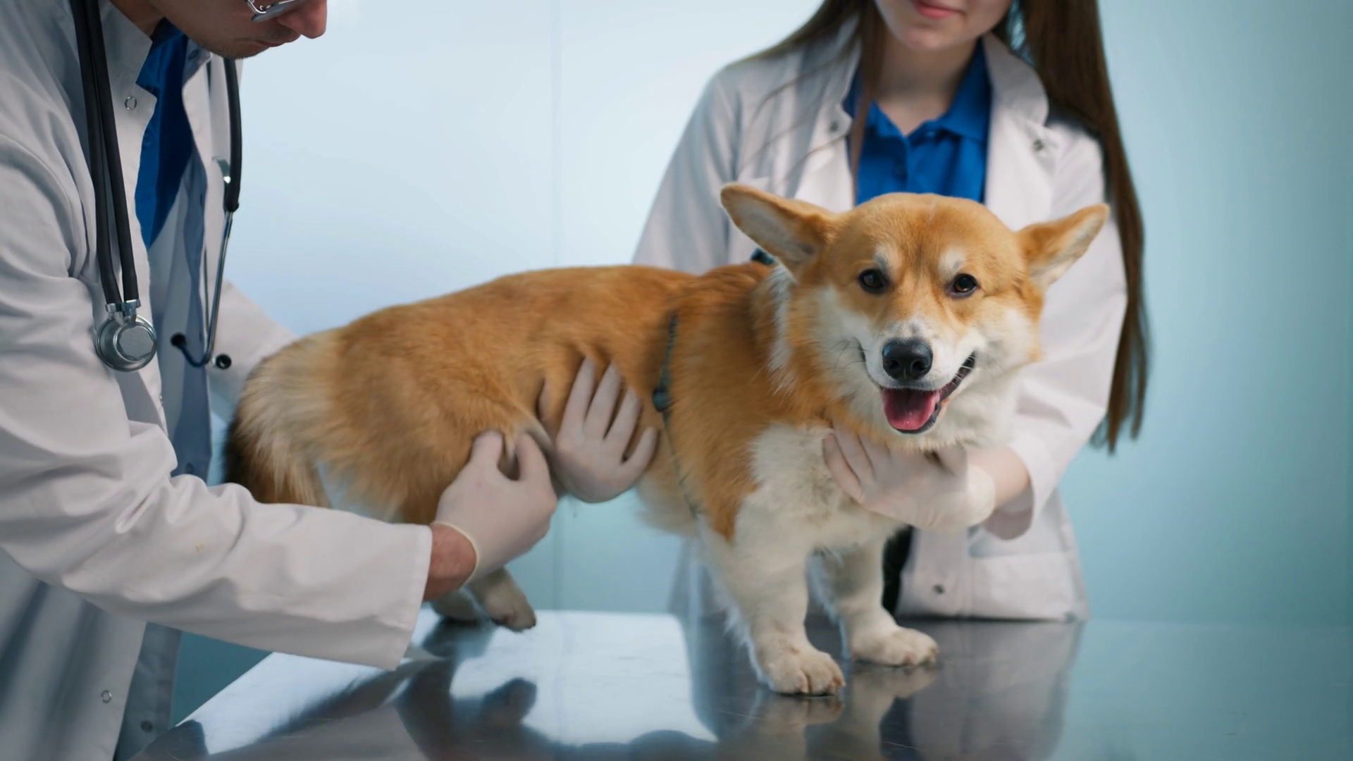 Veterinarian Palpate Abdominal Cavity Stock Footage SBV-347659520 ...