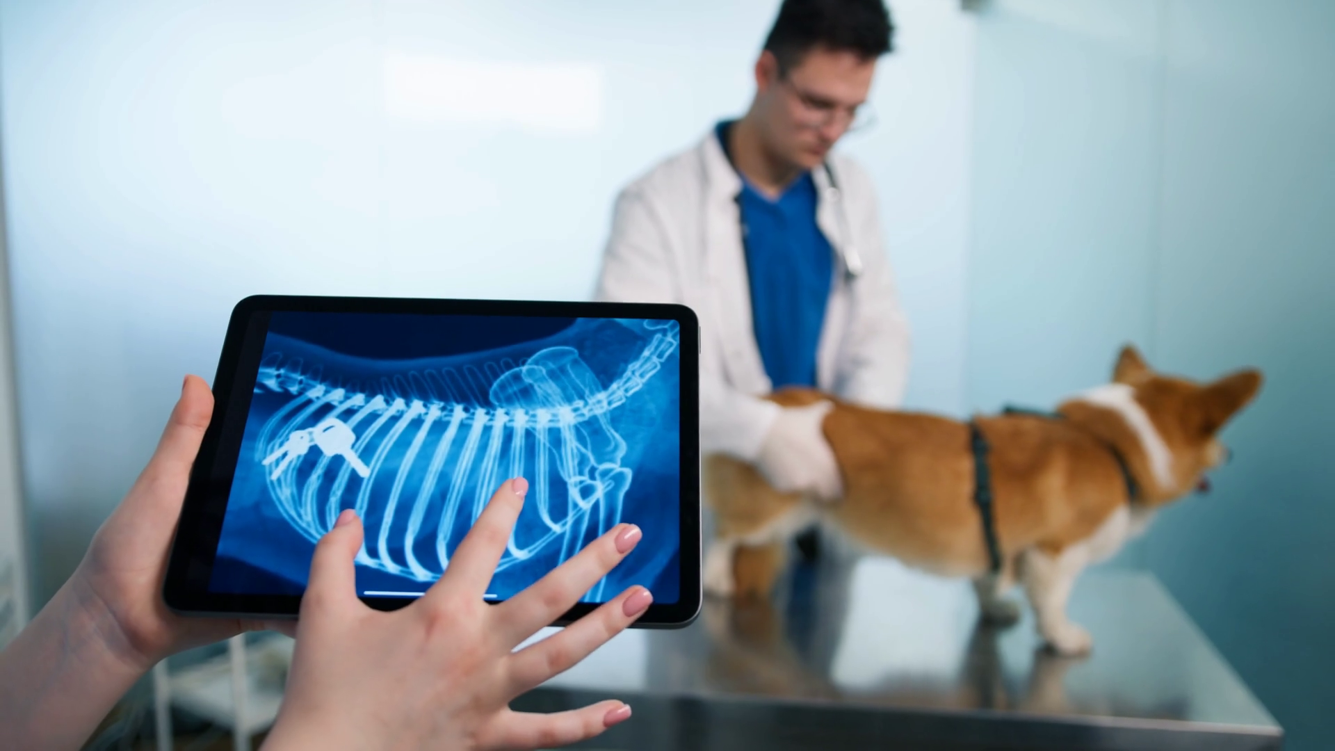 Closeup Vet Hands Holding Touchpad Checking Stock Footage SBV-347659643 ...