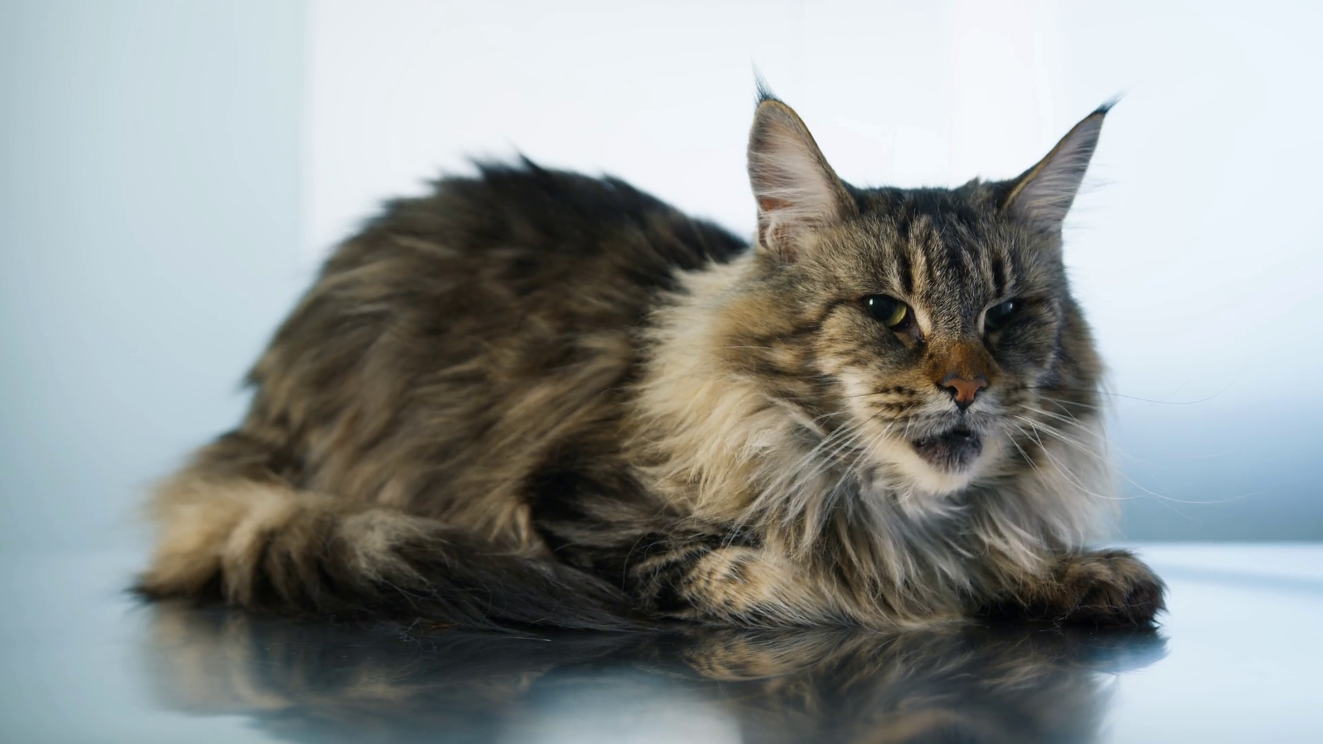 Adorable Grey Maine Coon Cat Meowing At Vet Stock Footage SBV-347663411 ...