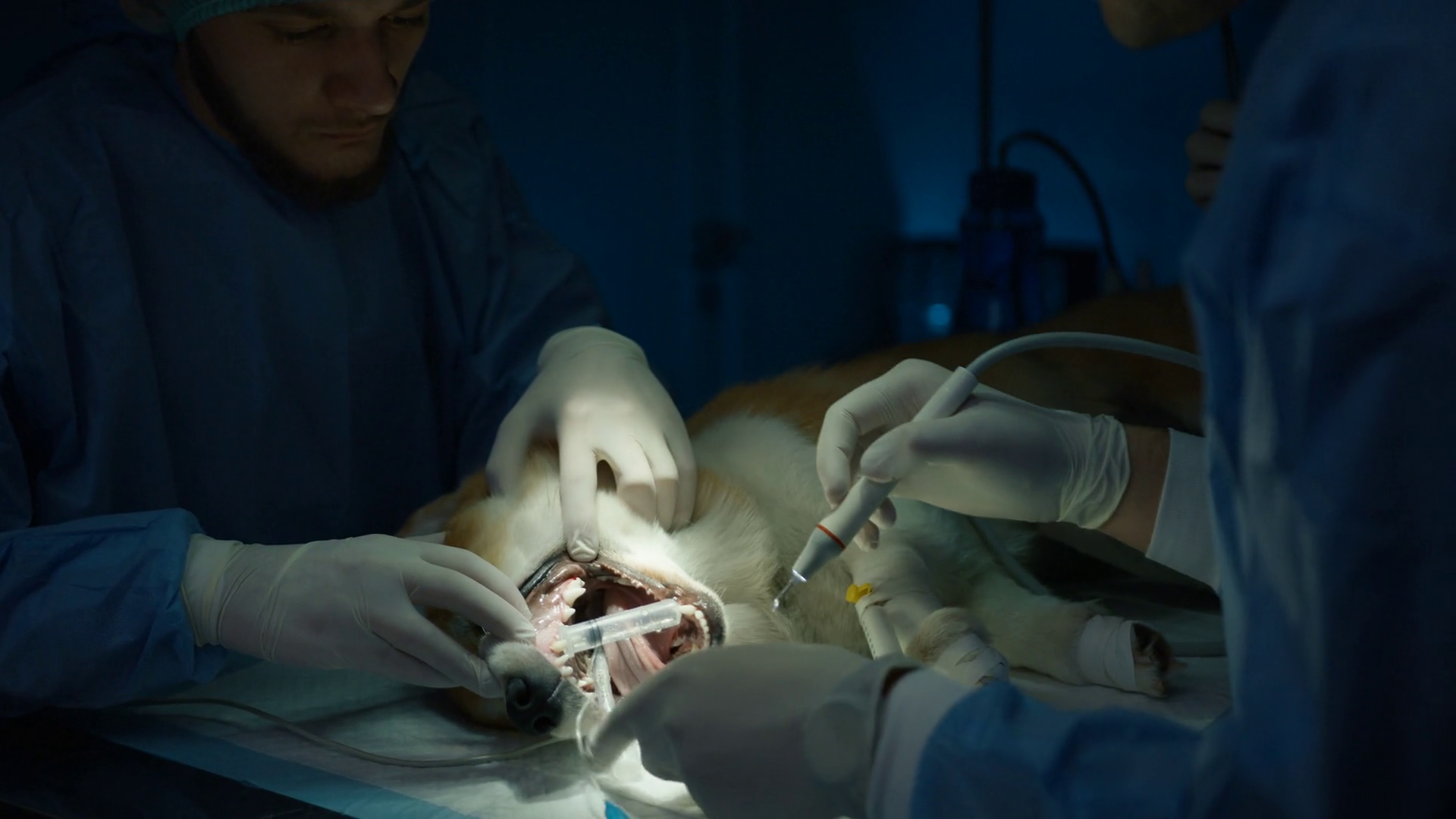 Long-term Corgi Dog Oral Health Stock Footage SBV-347571420 - Storyblocks