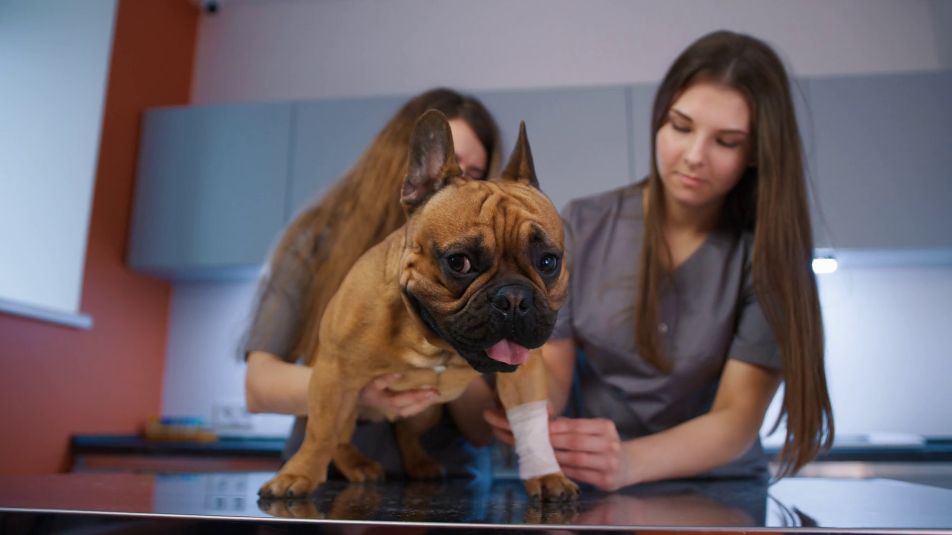 Veterinary Doctor Wrapping Dog's Leg With Stock Footage SBV-348575987 ...