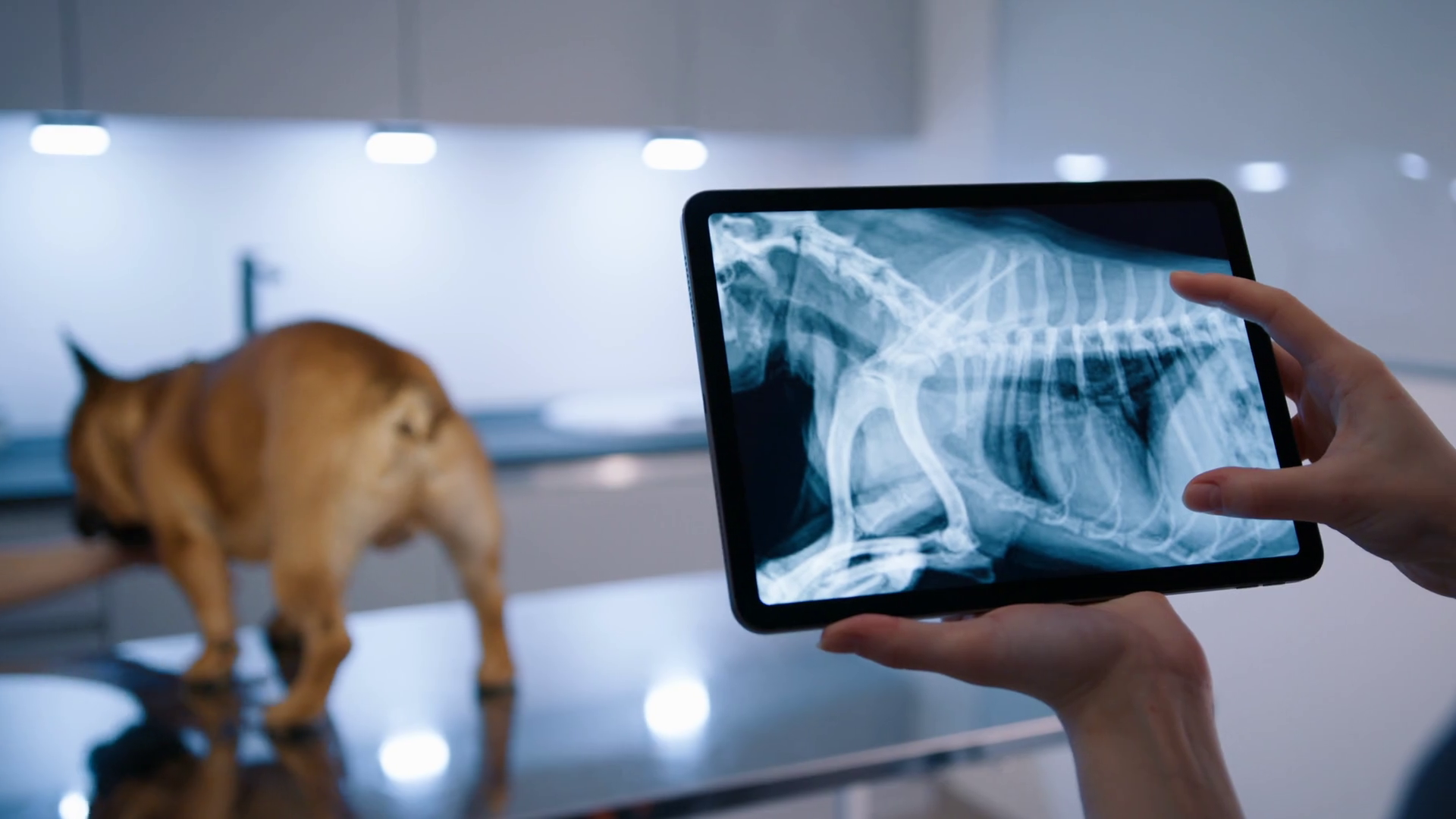 Veterinarian Looking At Dog's X-ray Image On Stock Footage SBV ...