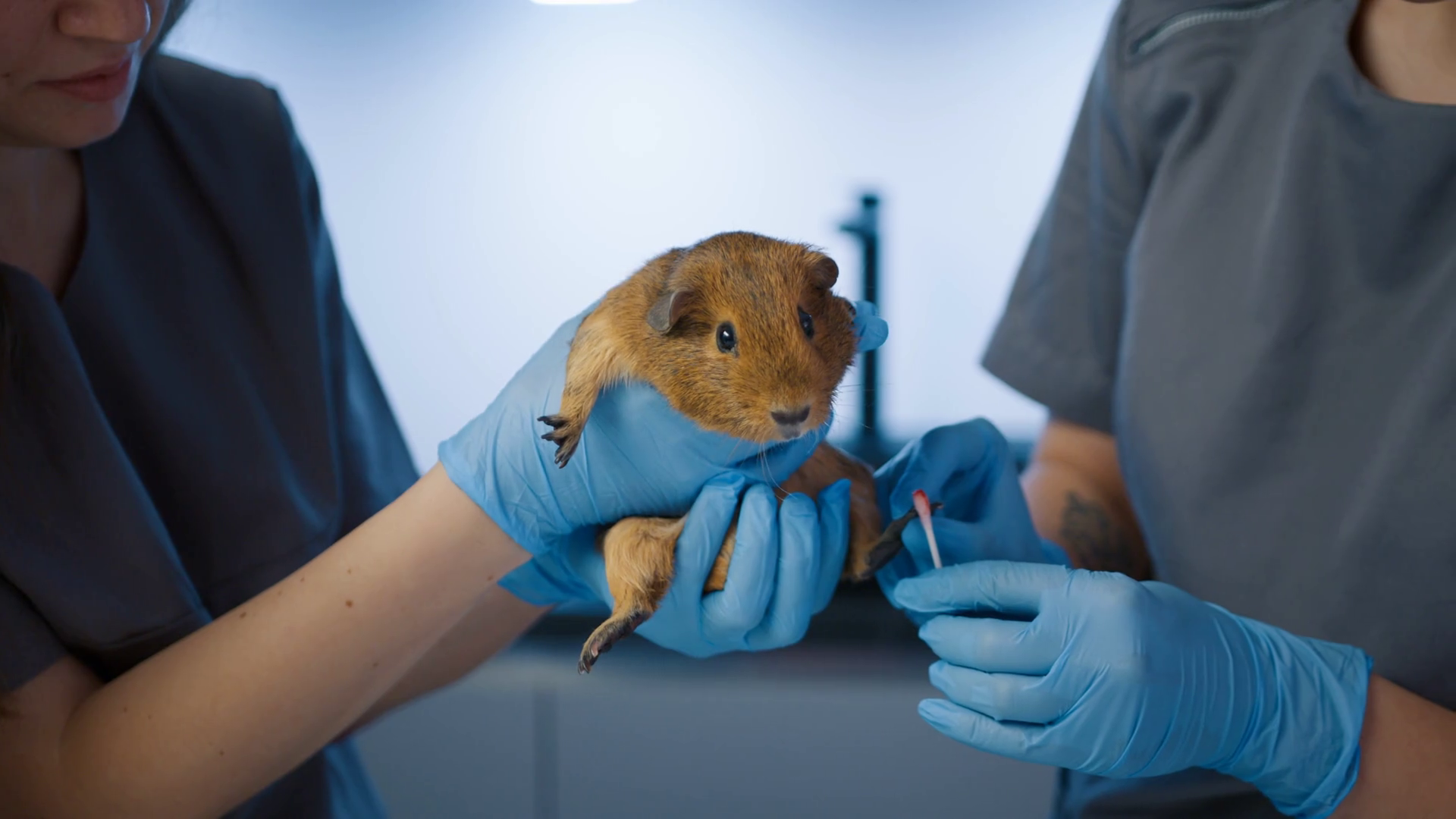 Veterinarians Treating Cut With Cotton Swab Stock Footage SBV-347681969 ...