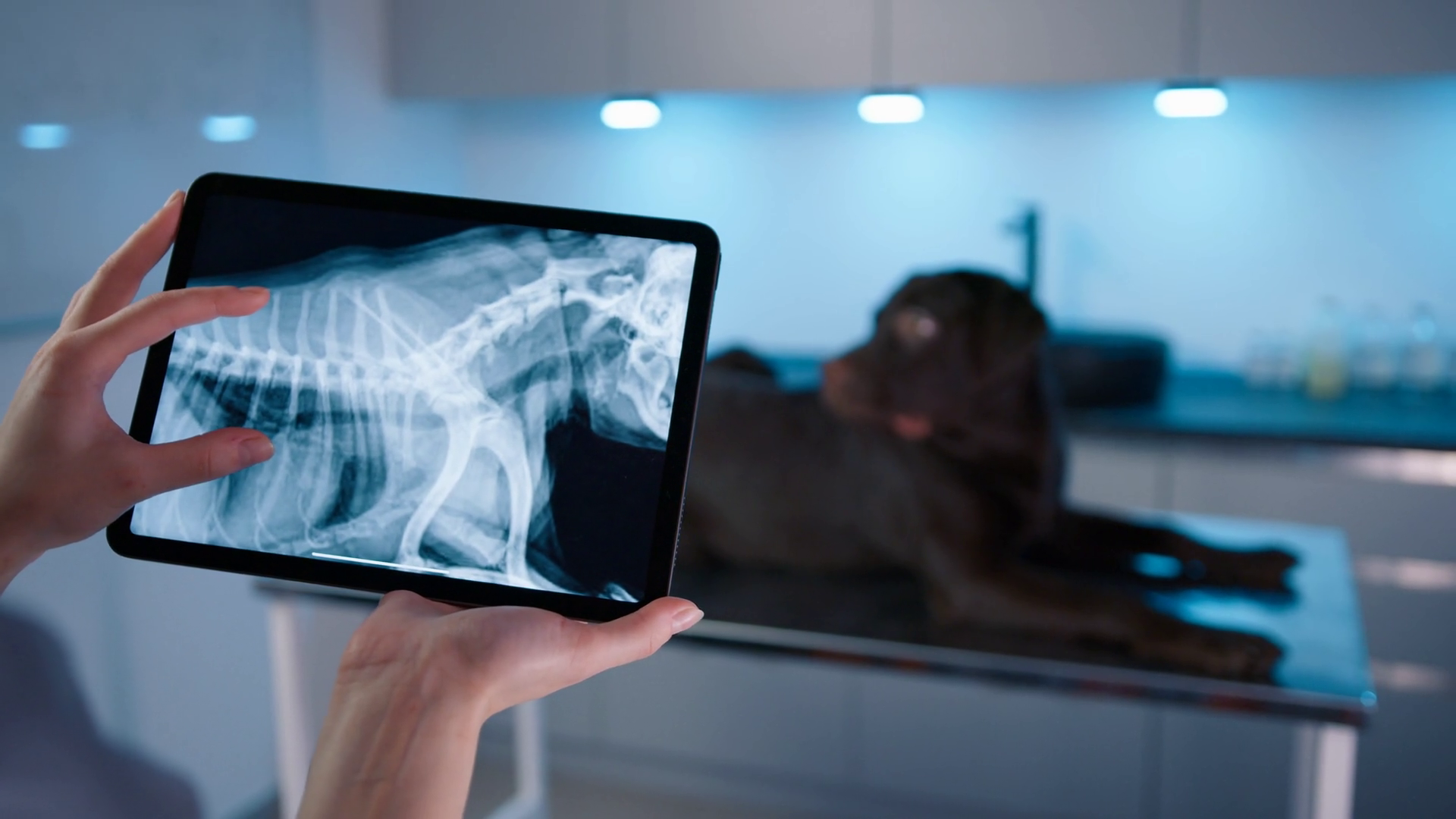 Closeup Vet Hands Holding Touchpad X-ray Stock Footage SBV-347682052 ...