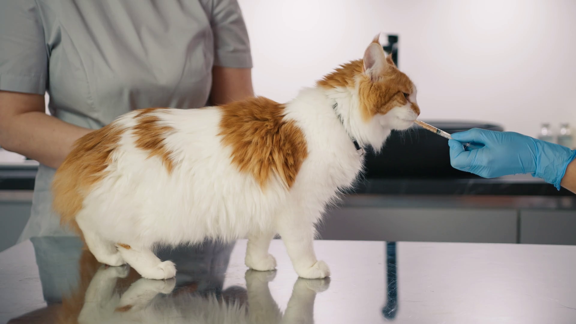 Veterinary Doctor Nurse Giving Pills To Cat Stock Footage SBV-348457727 ...