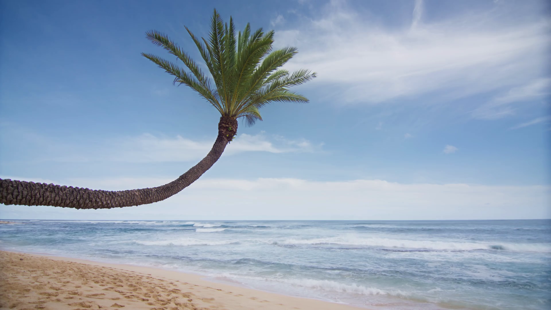 Crooked Coconut Palm Tree Bottom View Green Stock Footage SBV-347561847 ...